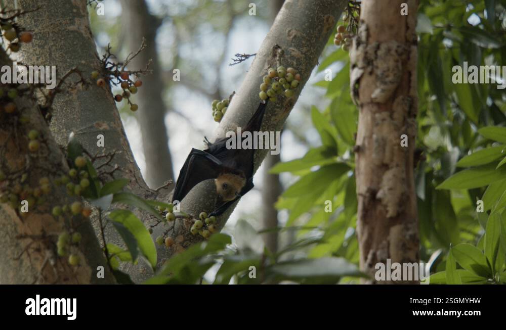 Bat moving down a branch crawling, from branch to branch, on fig gular ...