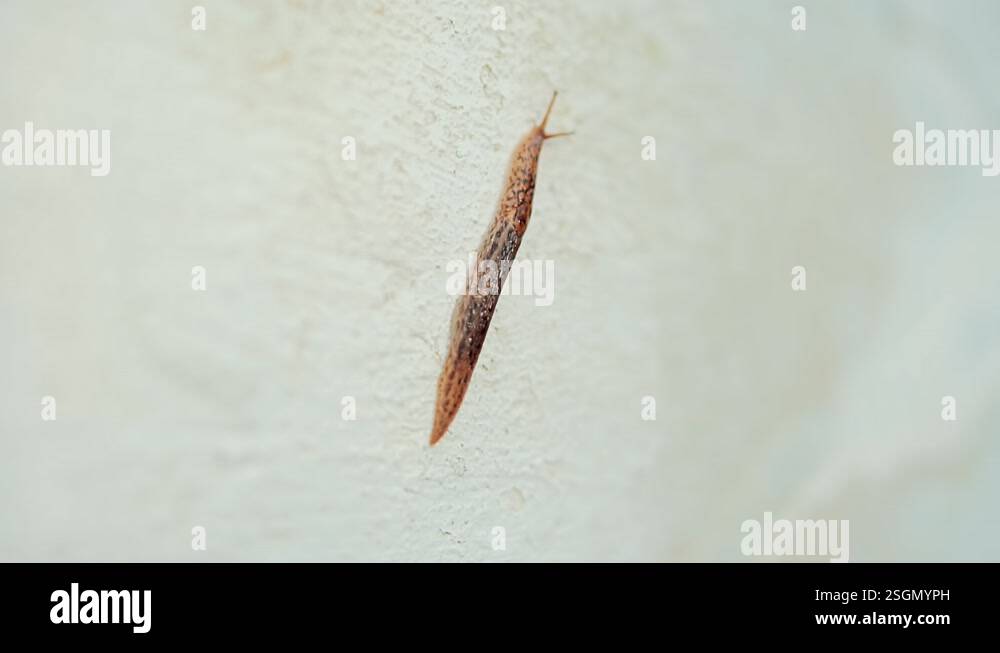 Slug Snail. Limax Maximus Land Snail Gastropod. Limacidae Family ...