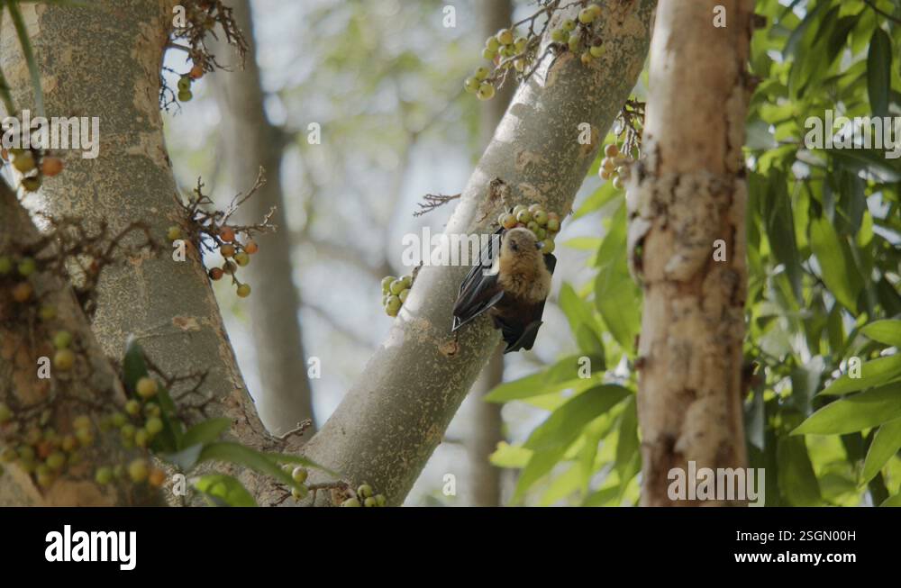 One bat eating figs high up in gular tree, searching for best one with ...