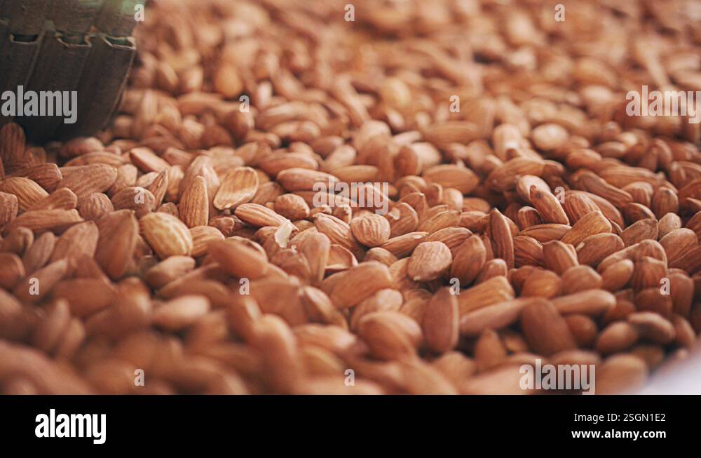 Almonds on a vibrating sorting machine in an industrial food processing ...