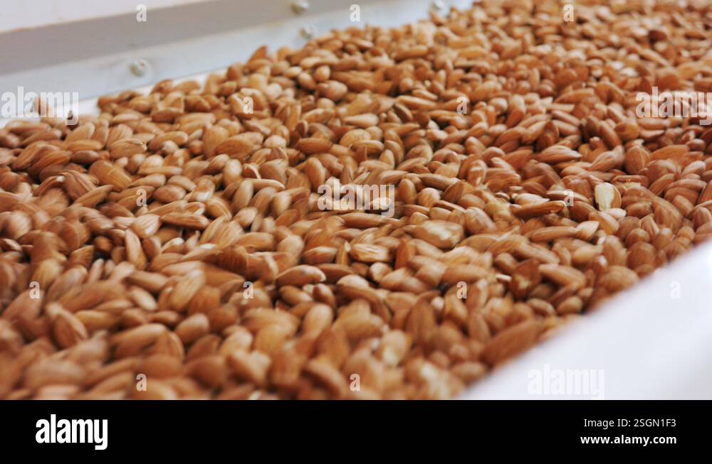Almonds on a vibrating sorting machine in an industrial food processing ...