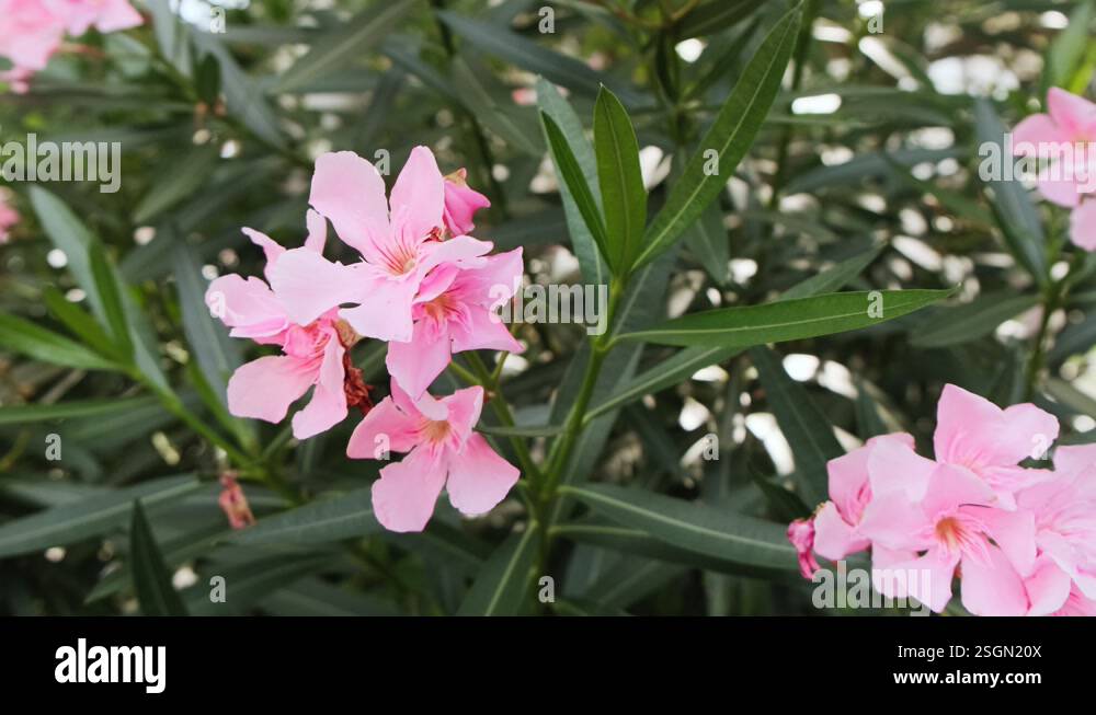 Oleander or oleander nerium shrub with fully open blooming light pink ...