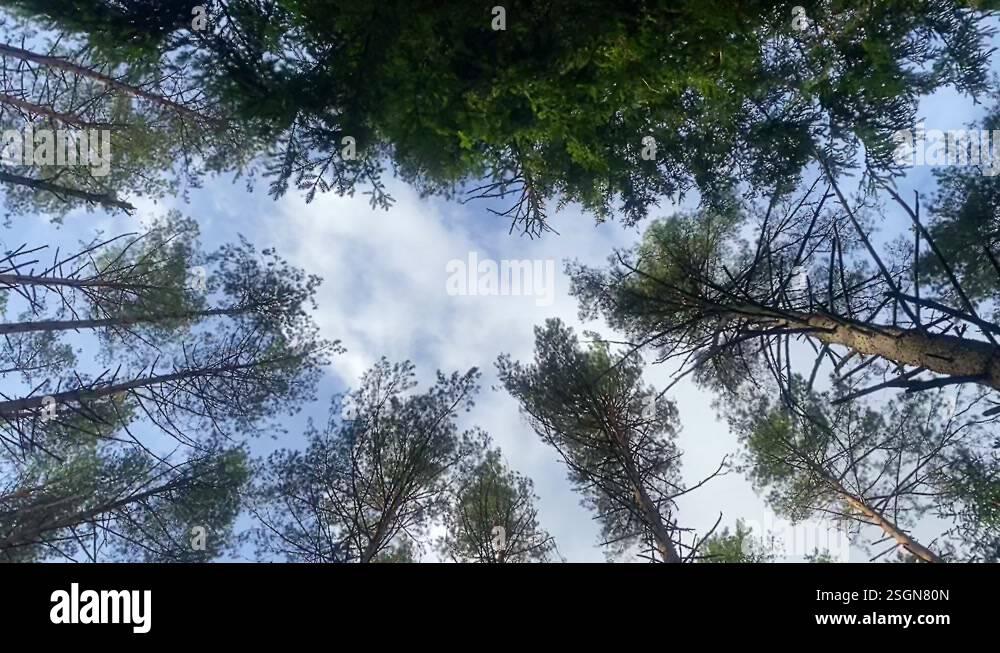 A strong wind in the forest shakes the tops of pine trees against the ...