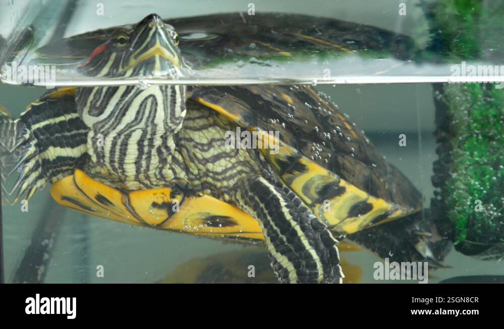 A red-eared turtle in an aquarium with clean water sticks its head out ...