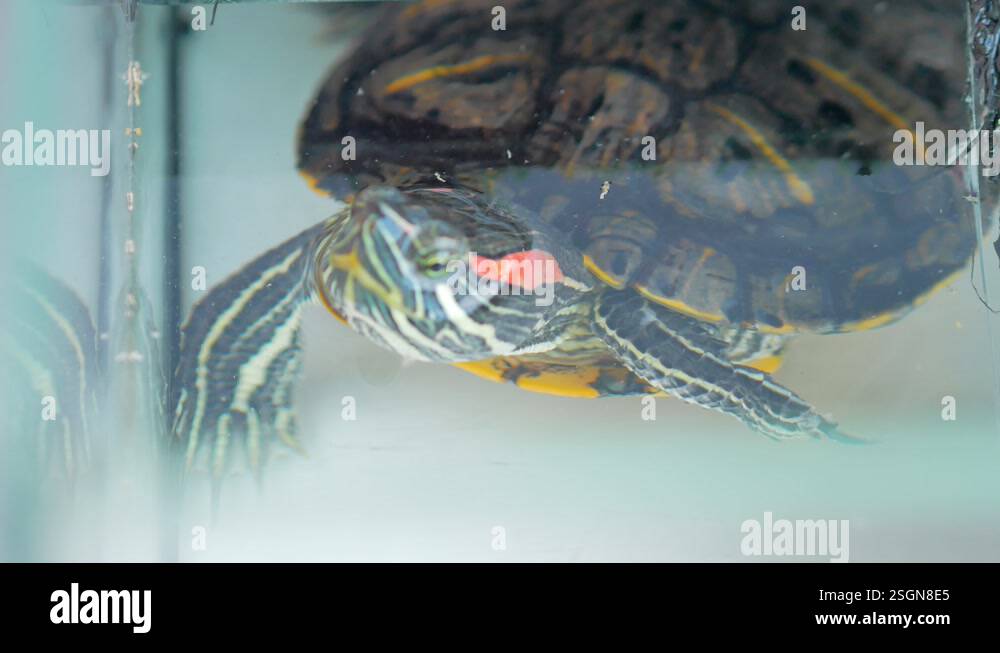 Top view of a red-eared turtle crawling in an aquarium with water ...