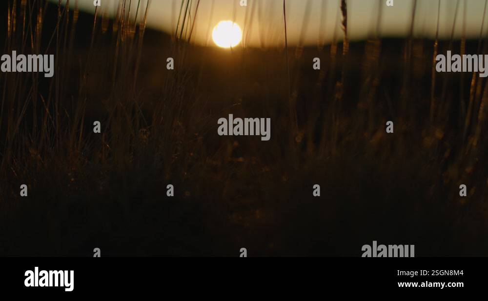 Sun setting behind mountain grass silhouettes Iceland low to ground ...