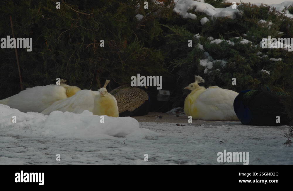 A flock of peacocks sits in the snow under a bush in the park in windy ...