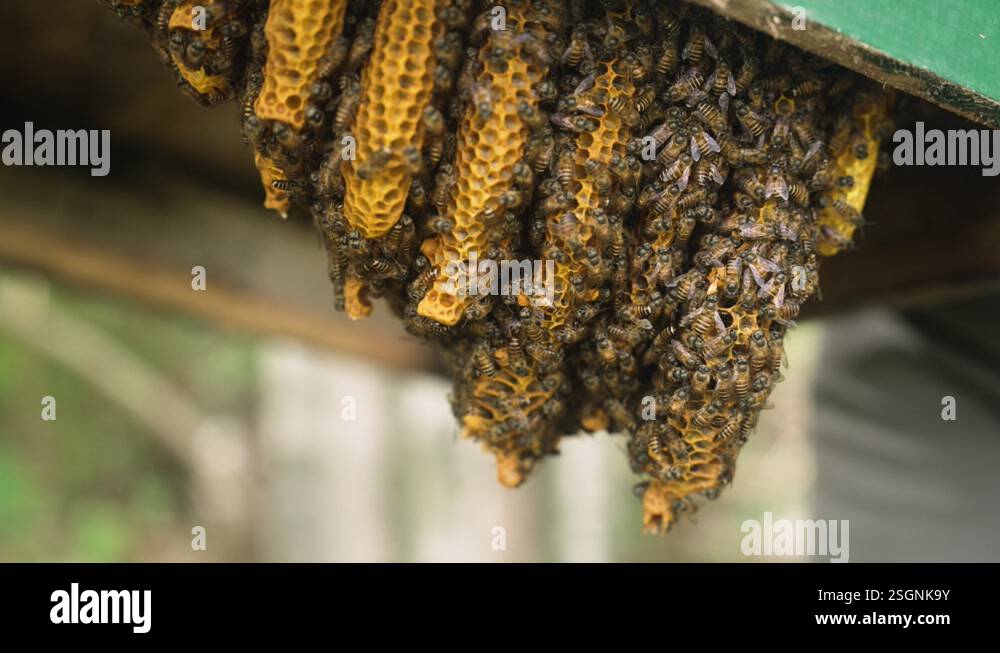 Close Up of Honey Comb Full of Bees, Inside a Bee Hive, Bee Keeping ...