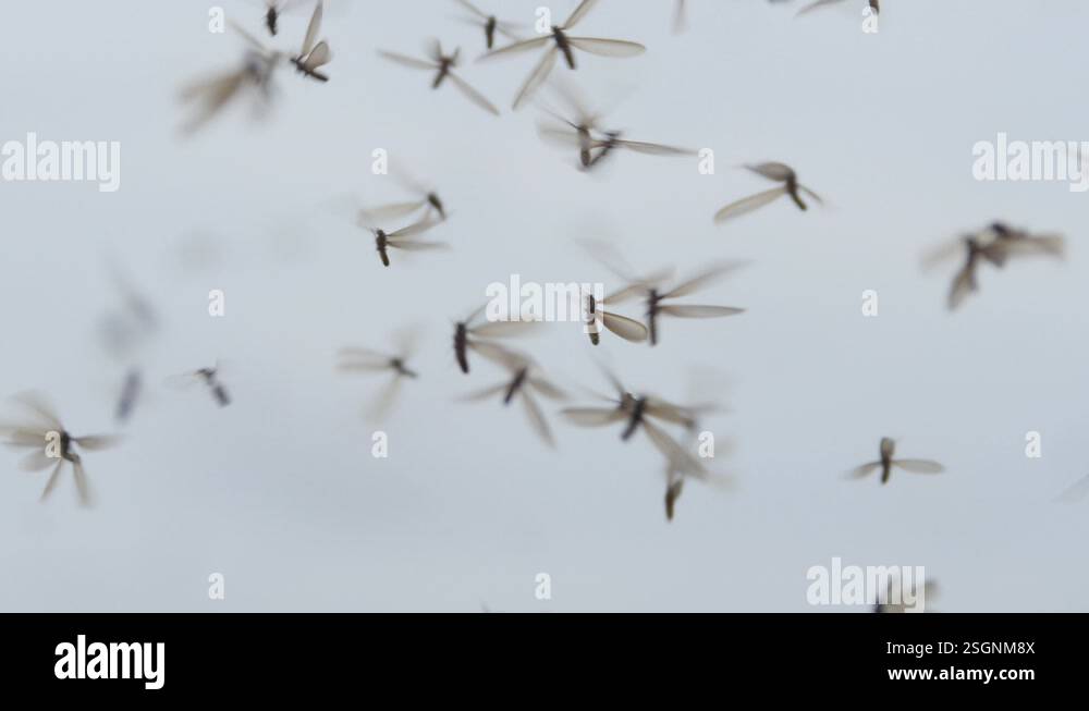 Insect swarm flying over african grassland Stock Video Footage - Alamy