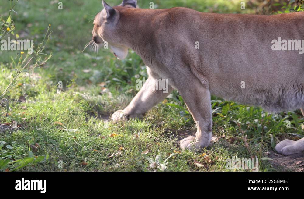 Beautiful Canadian Puma in forest. American cougar - mountain lion ...