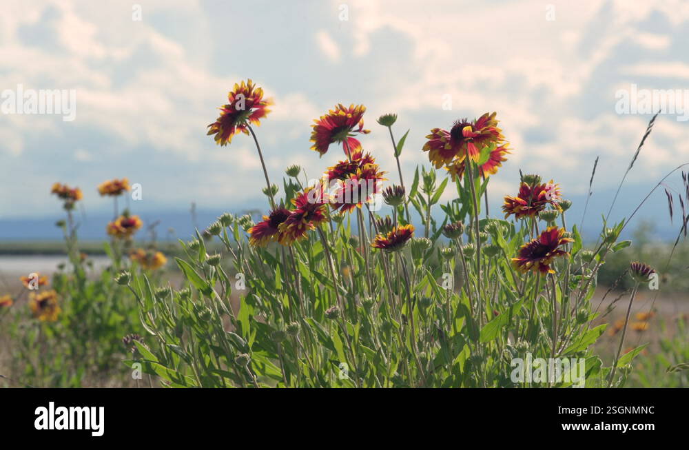 Sundance Wildflowers on a Windy Field 4K UHD Stock Video Footage - Alamy