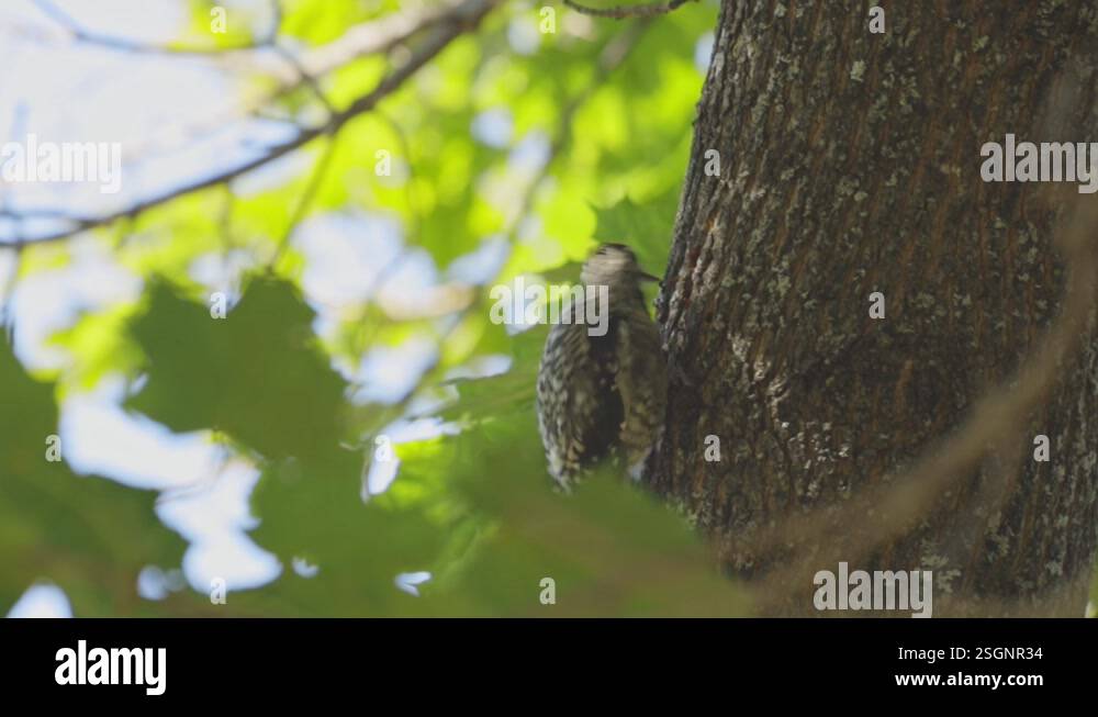 Woodpecker bird pecking tree Stock Videos & Footage - HD and 4K Video ...