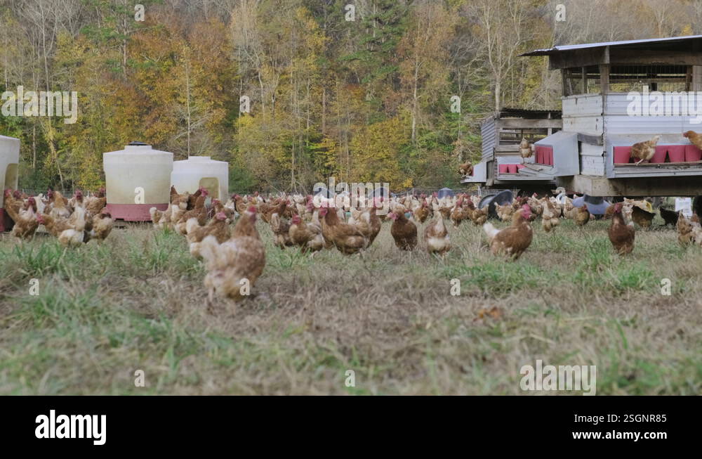 Footage on a farm of free range chickens walking around on the grass ...