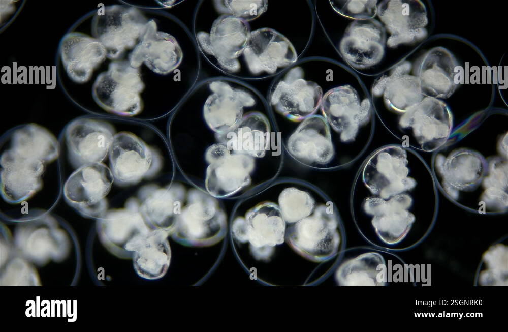 Movement of larvae of the veliger Opisthobranchia in laid eggs under a ...