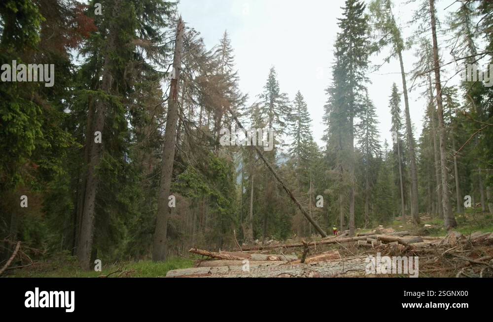 Man Breaking Down High Rise Tree In Heart Of Green Forest ...