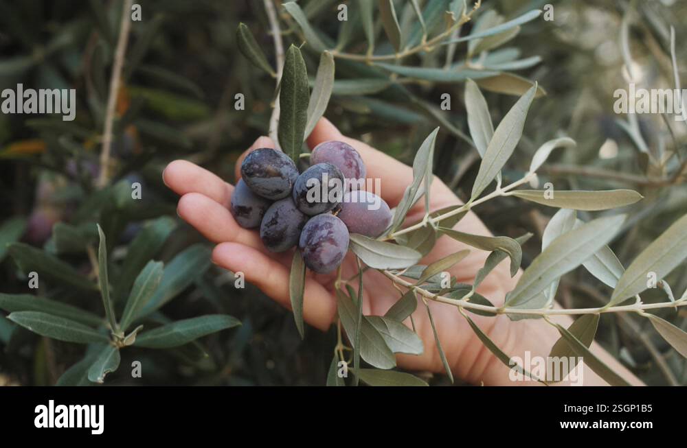 Close up of black olive trees. Plantation of olives. Olives trees ...