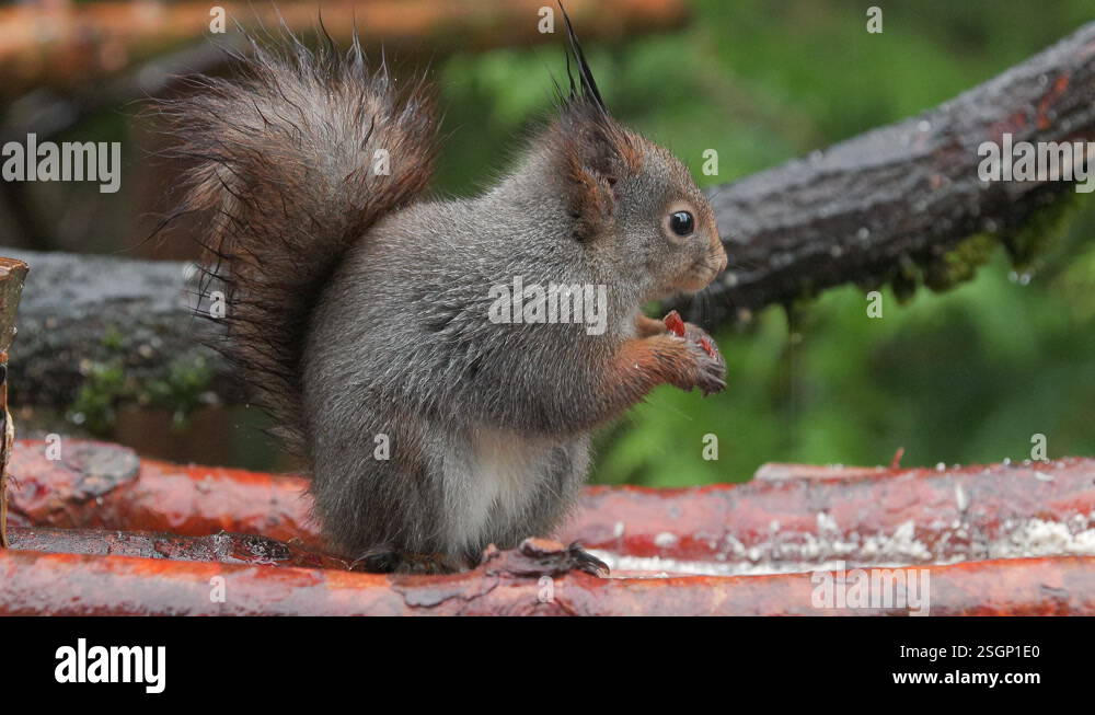 cute red squirrel animal feed hazelnut sciurus vulgaris natural world ...