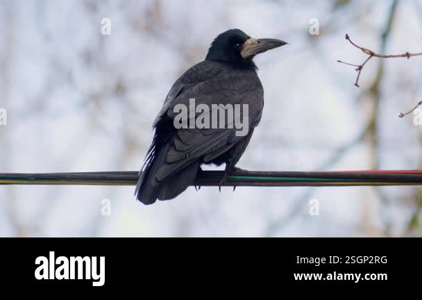 bird raven sits on a tree and looks down. Black raven in natural ...