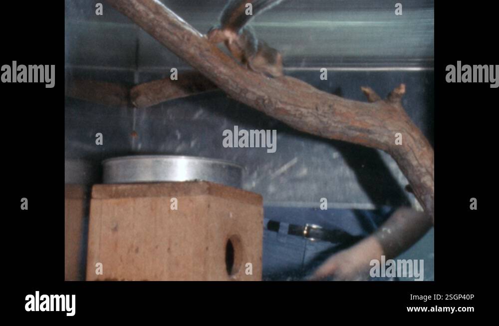 1960s: Two tree shrews perch on a branch in a cage. Man opens the cage ...