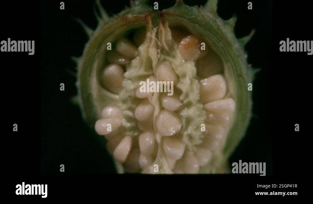 Pulp and seeds Stock Videos & Footage - HD and 4K Video Clips - Alamy