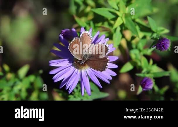 geranium bronze butterfly cacyreus marshalli with open wings on a bushy ...