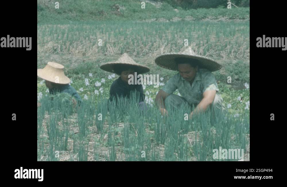 1950s: Men work in field with hats. Man works on farming machine ...