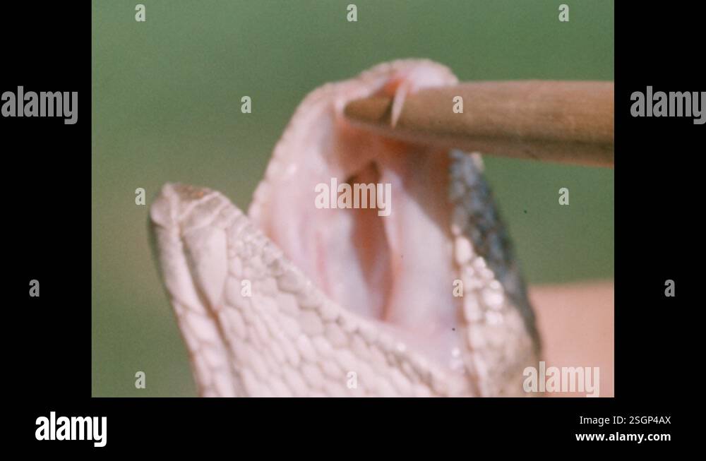 Snake open mouth teeth Stock Videos & Footage - HD and 4K Video Clips ...