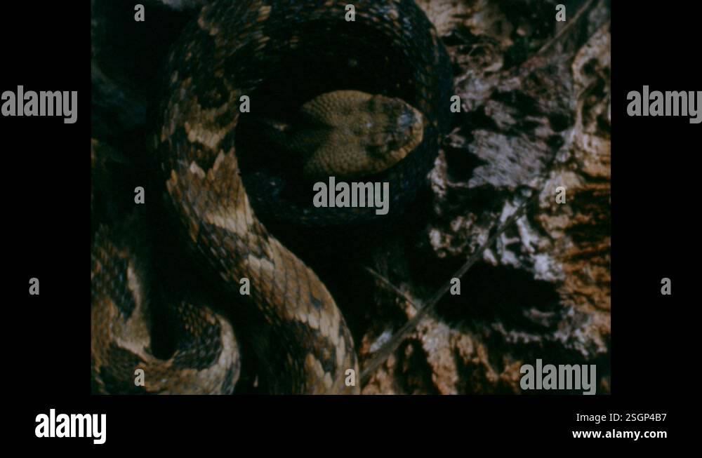 Venomous snake head anatomy Stock Videos & Footage - HD and 4K Video ...