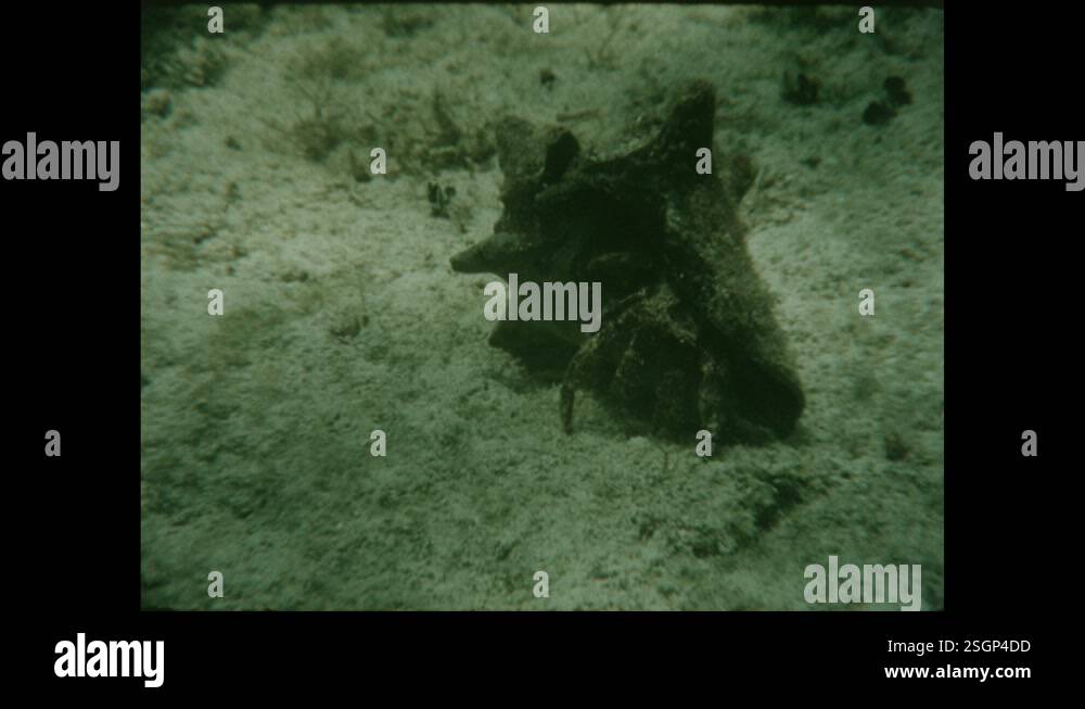 1950s: Conch moving limbs on ocean floor. Fish swim around seabed reef ...