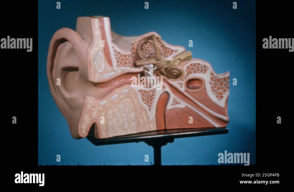 1950s: Anatomical illustrations of part of inner ear. Model of inner ...
