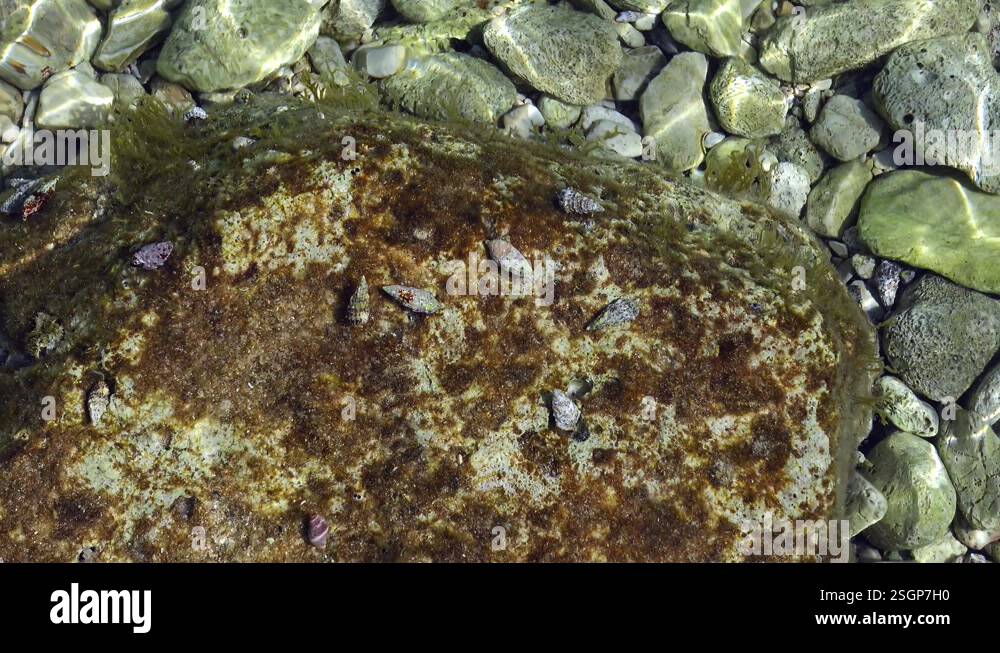 Snails and shells Stock Videos & Footage - HD and 4K Video Clips - Alamy Snails and shells Stock Videos & Footage - HD and 4K Video Clips - Alamy
