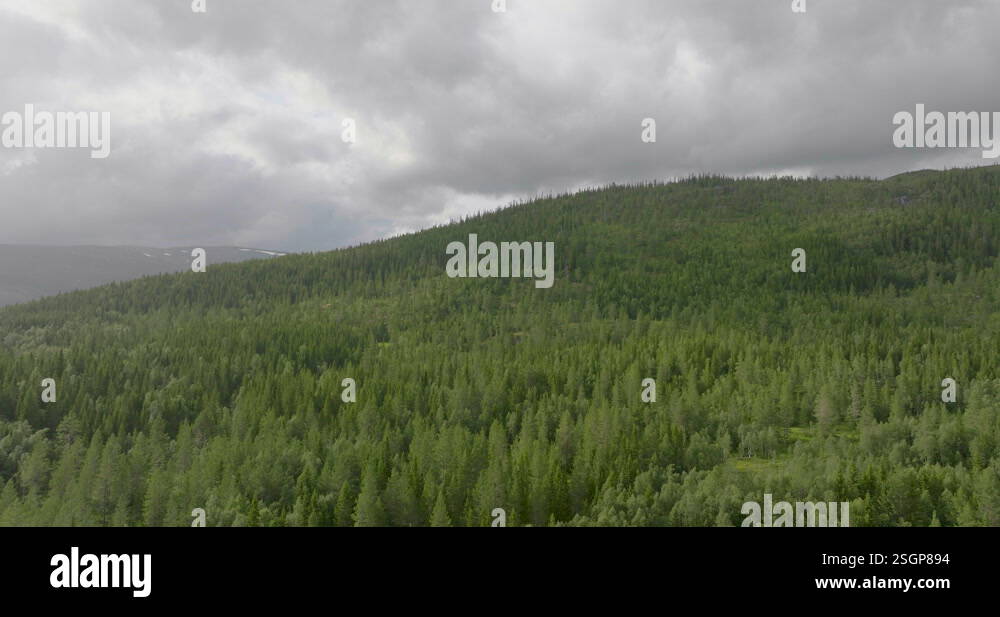Dramatic forest landscape spruce trees Stock Videos & Footage - HD and ...