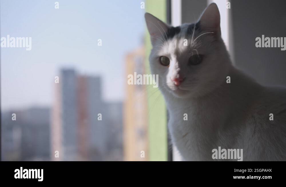 White cat looking out window Stock Videos & Footage - HD and 4K Video ...