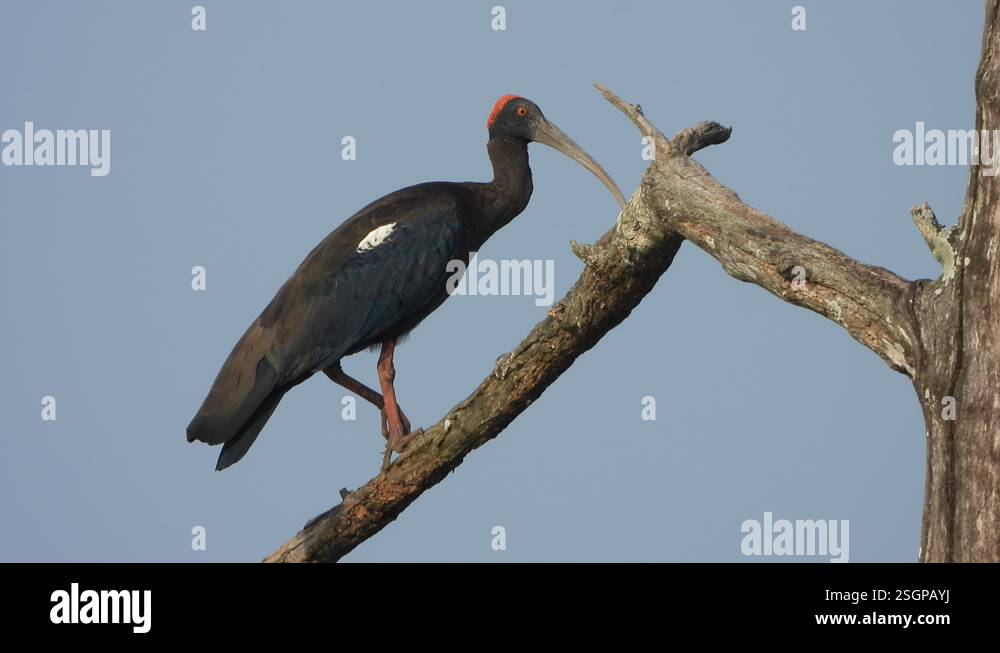Red-naped Ibis in tree - relaxing Stock Video Footage - Alamy