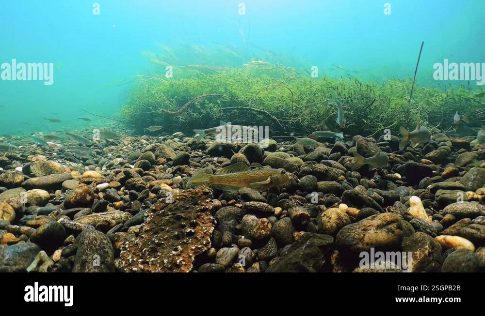 Underwater footage of swimming Round goby, group of Bleak and Roach ...