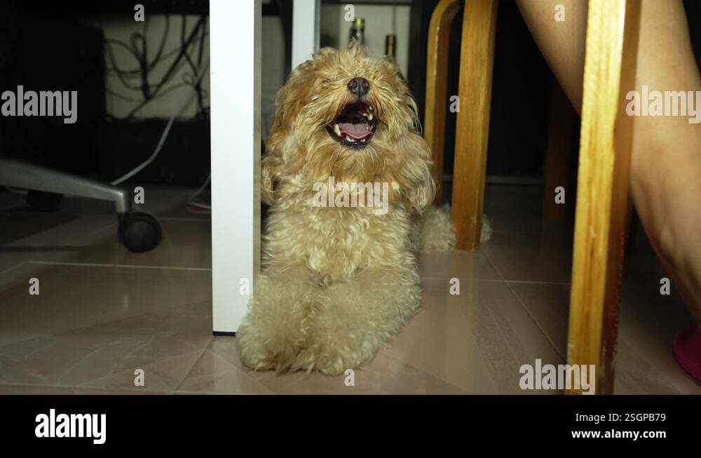 Portrait cockapoo Stock Videos & Footage - HD and 4K Video Clips - Alamy