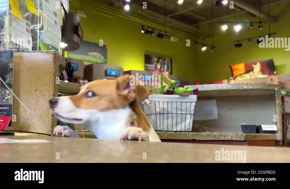 Curious dog in a pet store behind a desk, cute pet looking around Stock ...