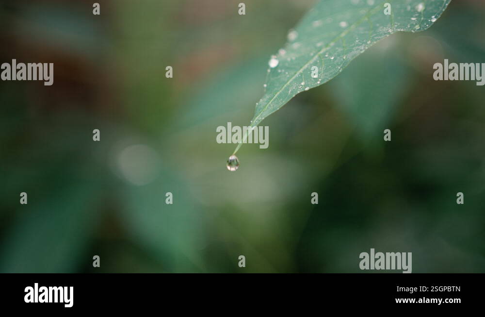 Water drop falling from fresh green leaf in slow motion. Macro drip ...