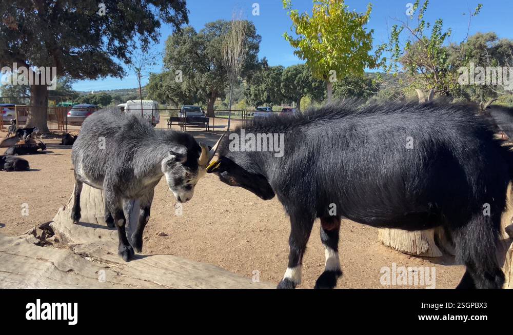Two small goats clashing horns in a fight in an open-air zoo enclosure ...
