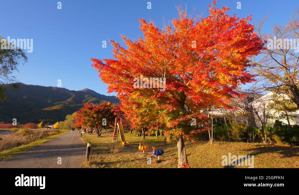 Bright red foliage on maple tree, walking at beautiful alley along ...