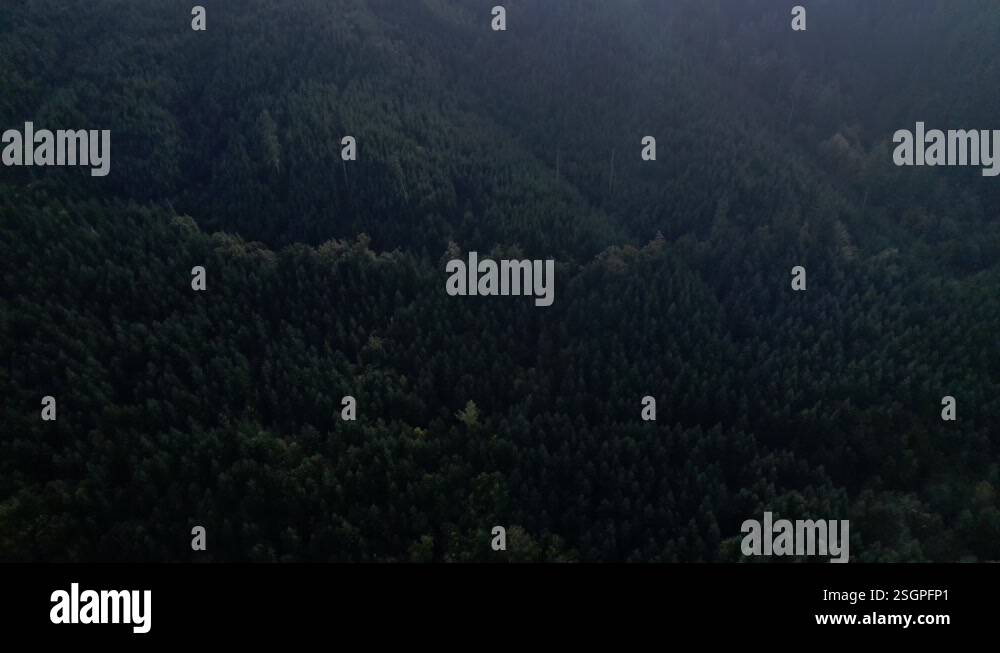 Smiley Face in Trees Stock Video Footage - Alamy