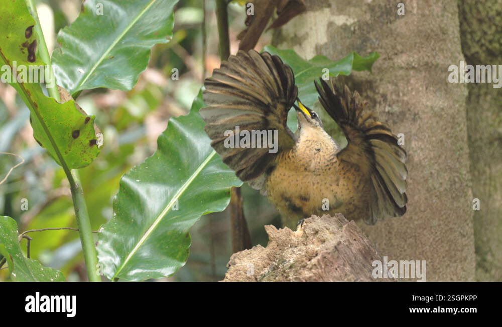 front view of an immature male victoria's riflebird practicing a mating ...
