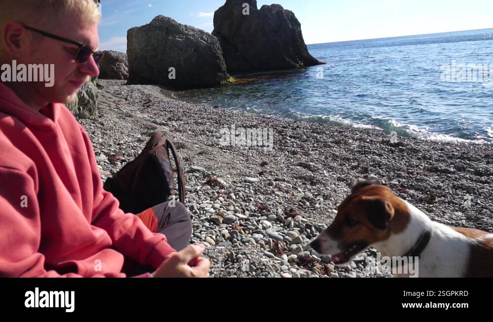Cute senior Fox Terrier puppy fetching a stick on the beach. Handsome ...