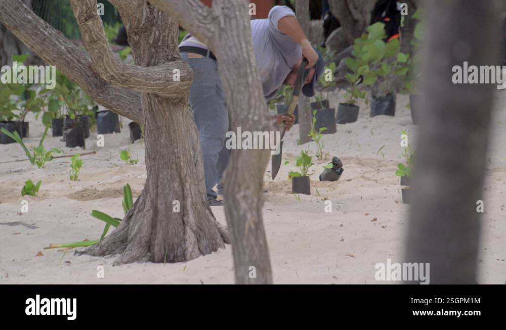 Gardener worker planting Coccoloba Uvifera a native plant from Cancun ...