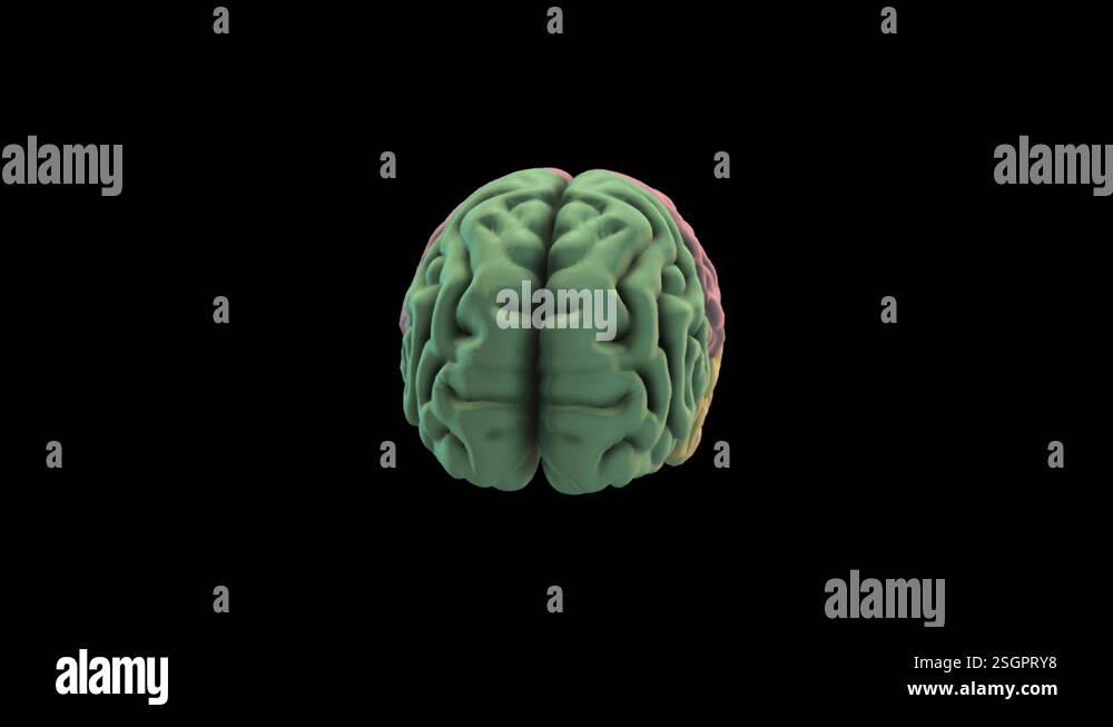 Brain Rotation Loop Background 3D Rendering Animation. Human Brain Lobe ...