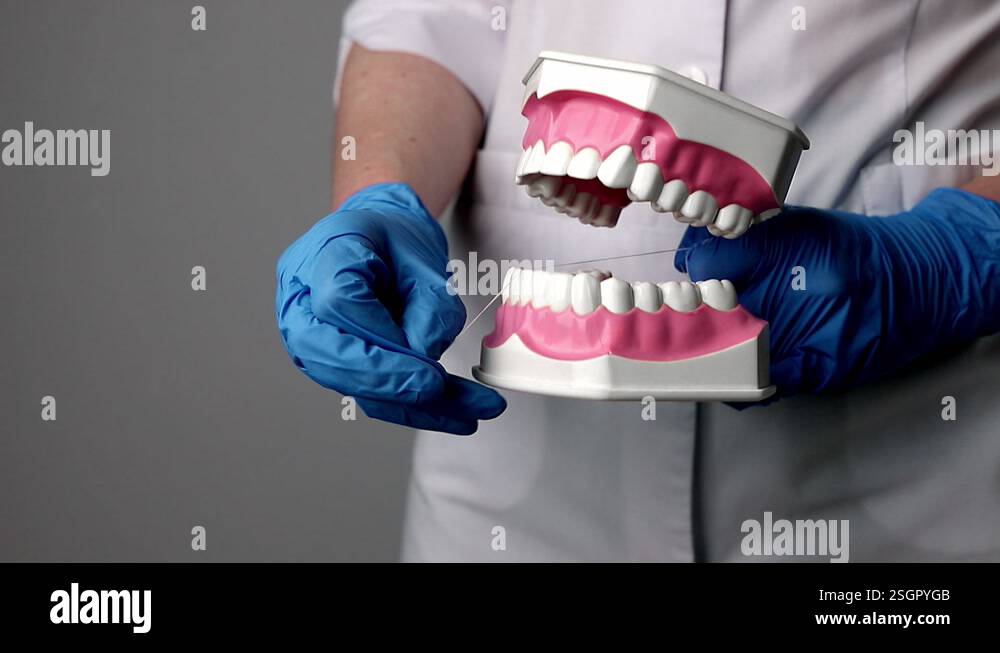 Using dental floss on teeth jaw fake dentists model, cleaning tooth ...