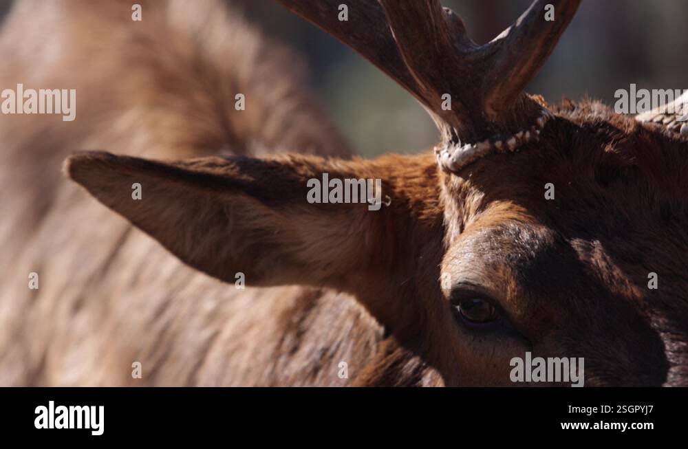 Bull walk Stock Videos & Footage - HD and 4K Video Clips - Alamy