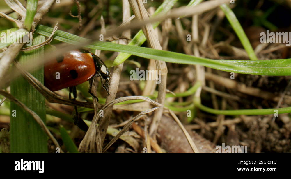 Ladybug habitat Stock Videos & Footage - HD and 4K Video Clips - Alamy