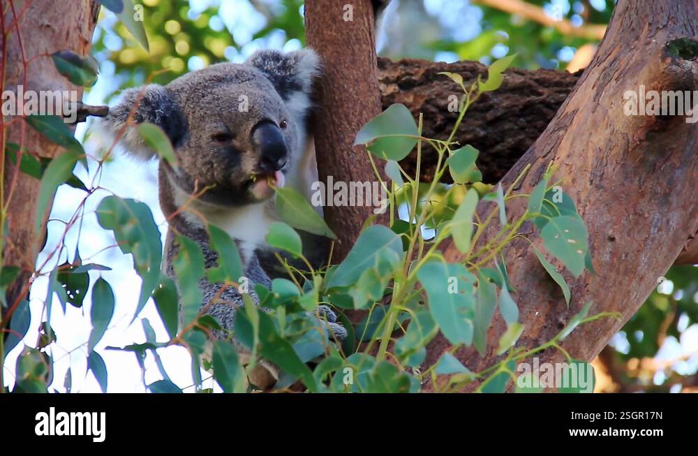 Koala native australia Stock Videos & Footage - HD and 4K Video Clips ...