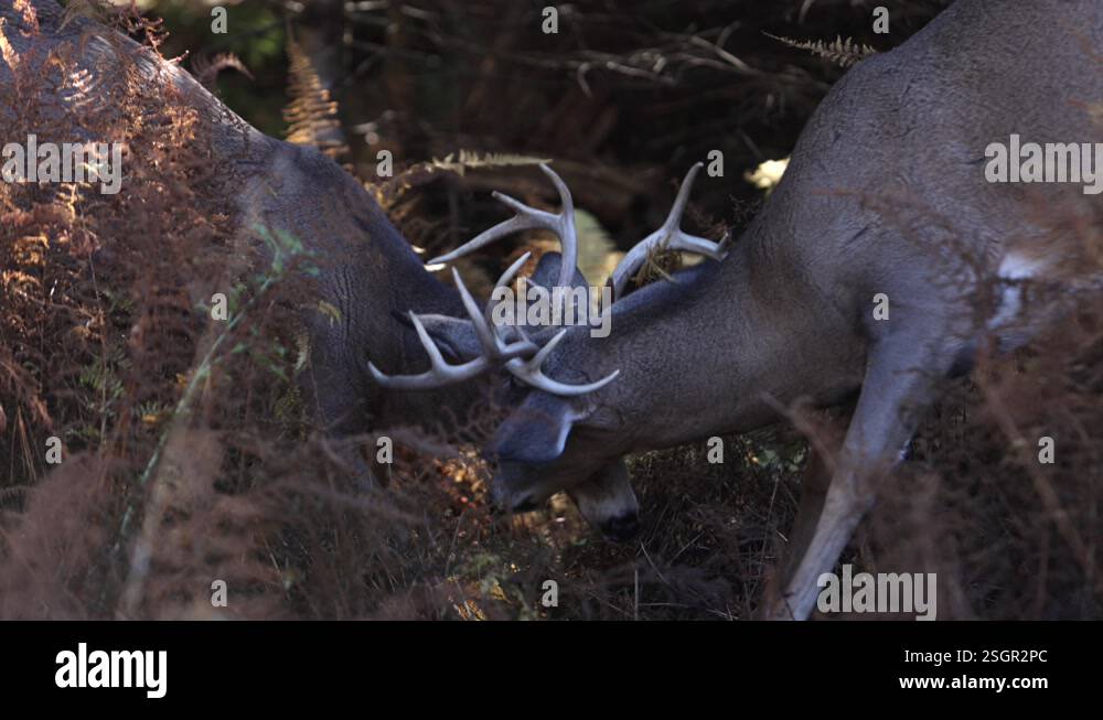 Deer with locked antlers Stock Videos & Footage - HD and 4K Video Clips ...
